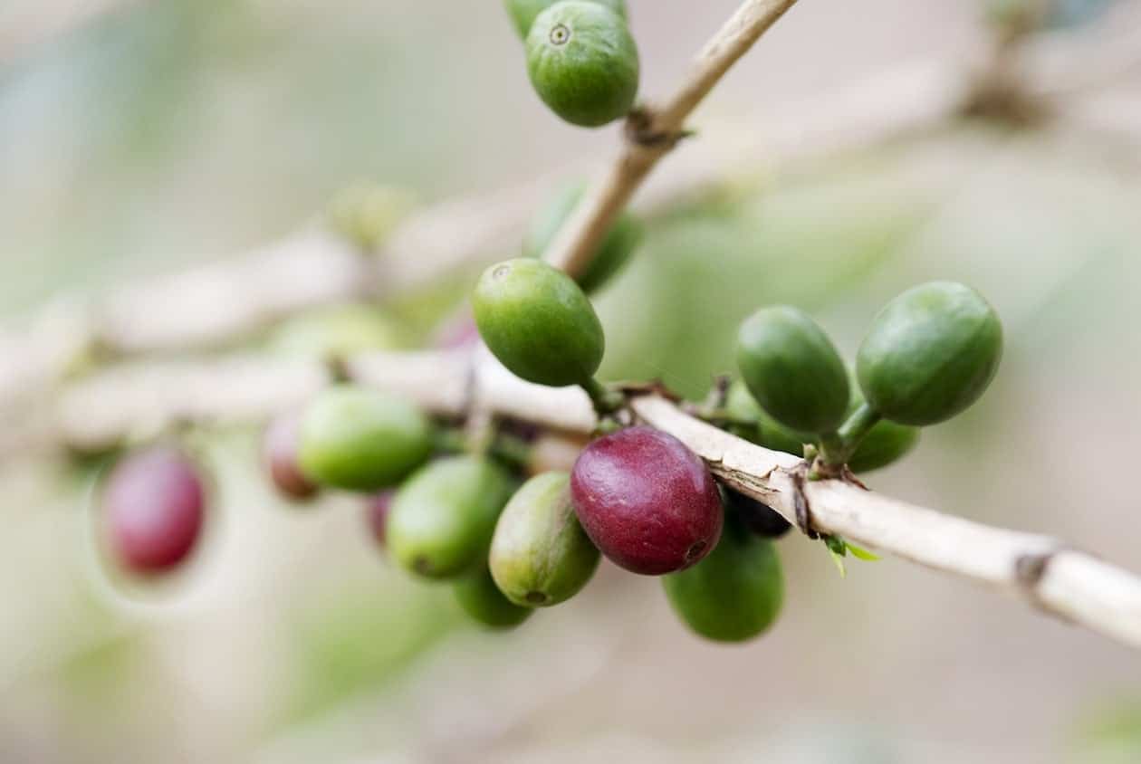 Rwanda Sholi Coffee – Frothy Monkey