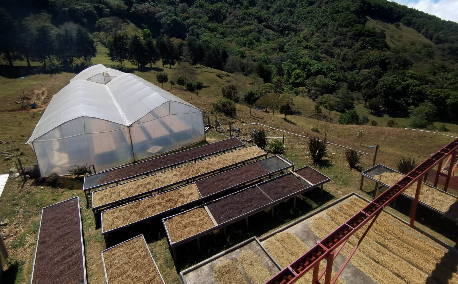 Costa Rica Roger Ureña Hidalgo Single Origin Coffee – Frothy Monkey