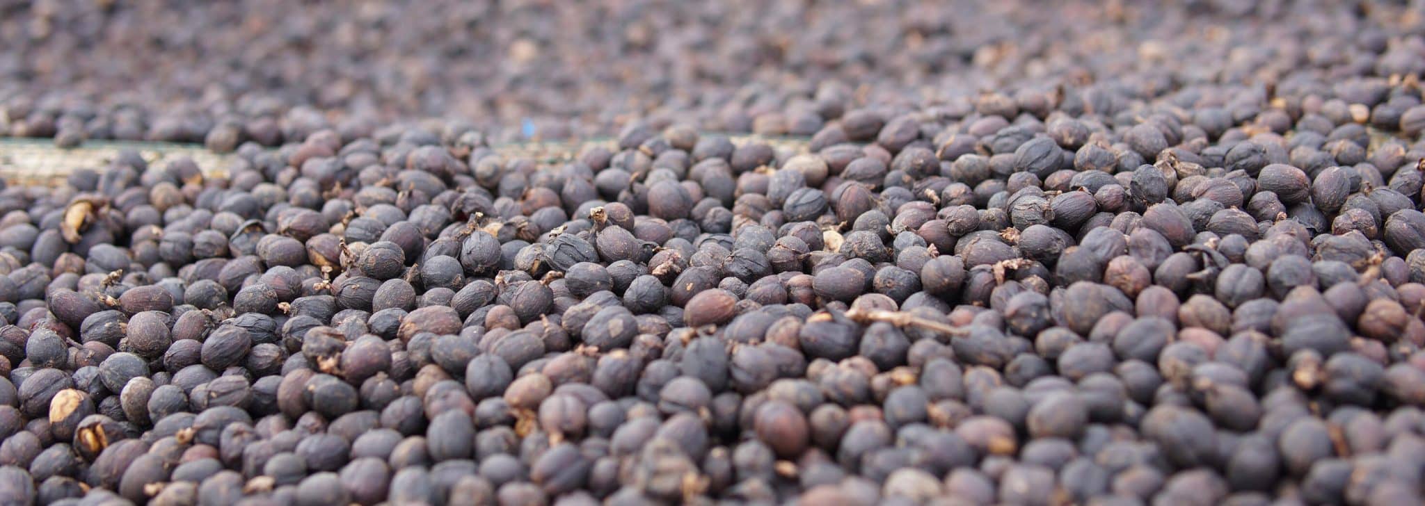 Indonesia East Java Argopuro Single Origin Coffee – Frothy Monkey