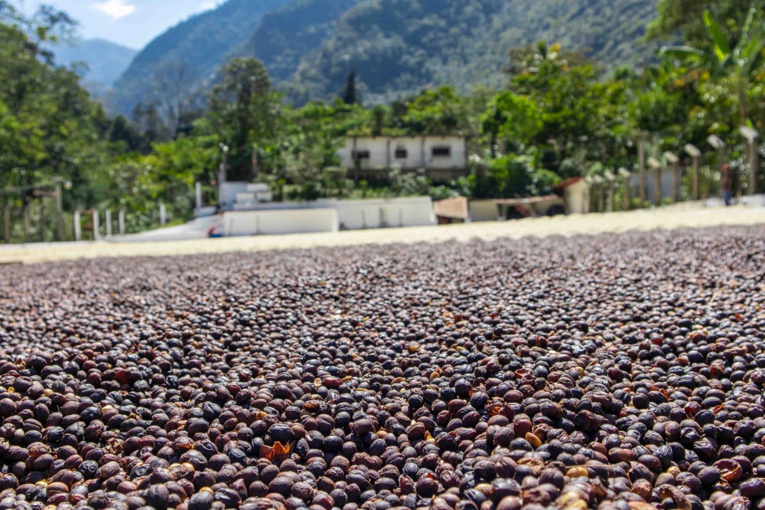 Guatemalan Coffee Farm Visit – Frothy Monkey